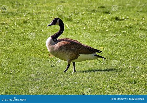 Duck On The Grass Stock Image Image Of Wildlife Bird 254413019