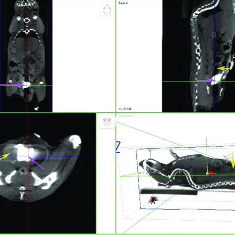 Ct Image Of A Normal Mouse Prostate And Adjacent Organs Without Image Download Scientific