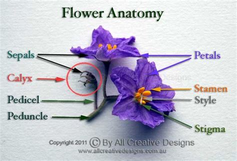 Flower Anatomy Inflorescence In Tree Identification Qld Andnsw Australia