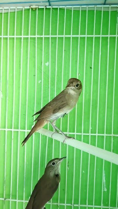 Disponible 🐦 Youtube