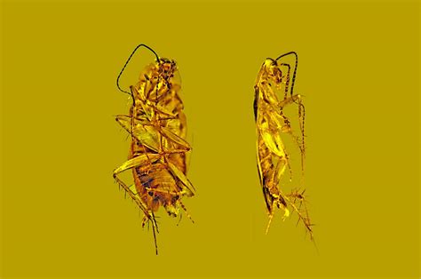 Fossilized Cockroach Sperm Found Preserved In 30 Million Year Old Amber
