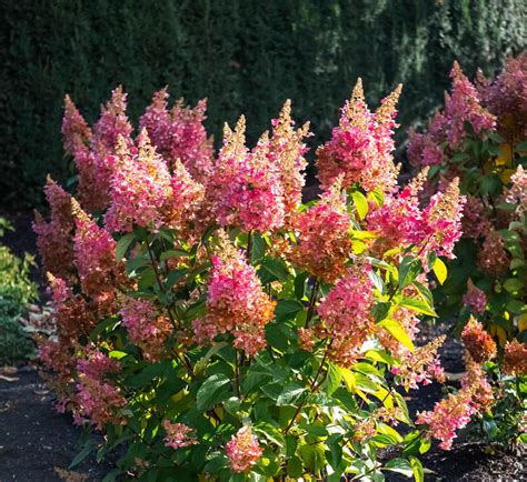 Flare™ Hardy Hydrangea Panicle Hydrangea Shrub Plant Factory Direct