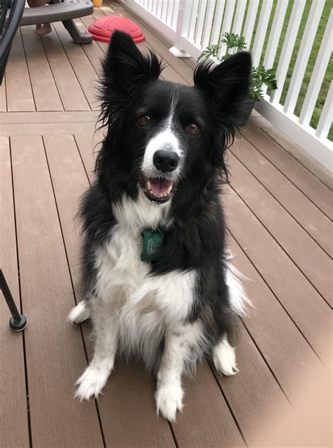 Are Border Collies Sensitive To Ivermectin