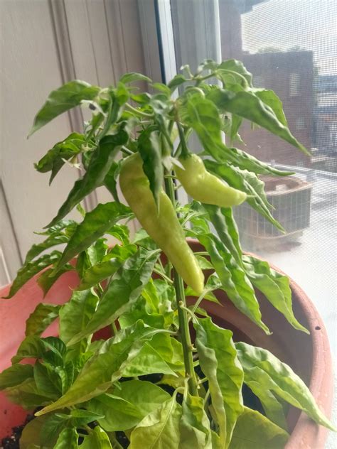 Growing Ghost Peppers For The First Time Saw Pics Online And Mine