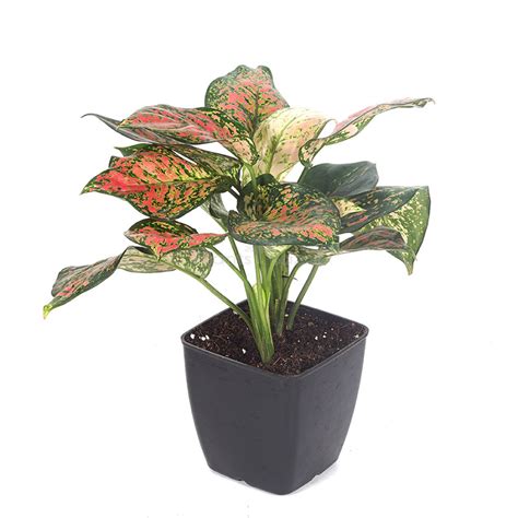 Buy Aglaonema Red Ruby Plant Online At Plants Bazar