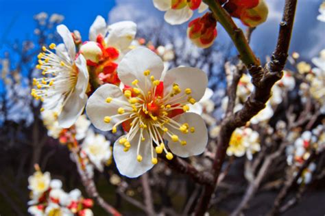 Spring Love In Japan Blossoms Love Shrines And More Sakuraco