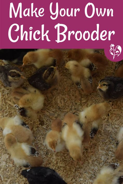 How To Make Your Own Brooder For New And Growing Chicks
