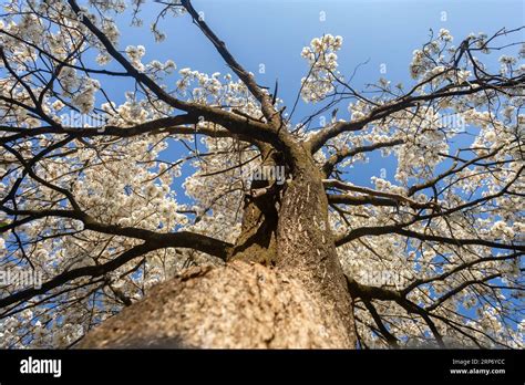 Wonderful Flowers Of A White Ipe Tree Tabebuia Roseo Alba Ridley