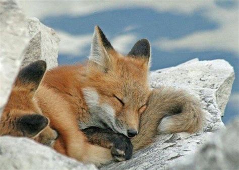 Two Red Foxes Sleeping On Rocks