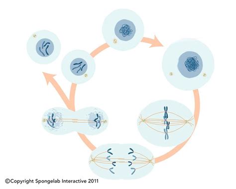 Mitosis Diagram Quizlet Mitosis Diagram Quizlet