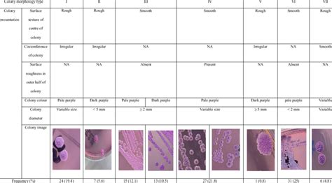 Colony Morphotypes Of B Pseudomallei Clinical Isolates On Ashdown Download Scientific Diagram