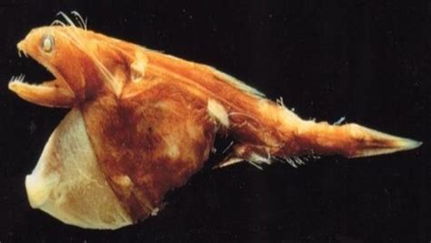 10 Weird And Amazing Things Found In The Ocean Oddee