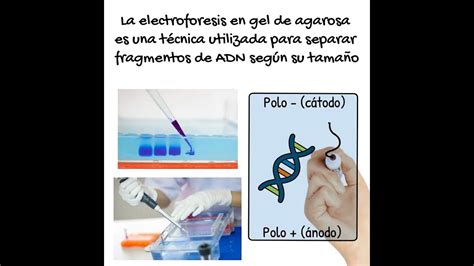 Electroforesis En Gel De Agarosa En 1 Minuto Youtube