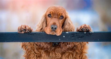 Cómo Cuidar A Un Perro Cocker Spaniel Inglés O Americano Fanáticos De Las Mascotas