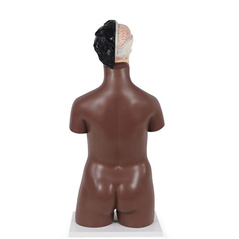 Deluxe Dual Sex Torso Model 24 Part Dark Skin 3b Smart Anatomy