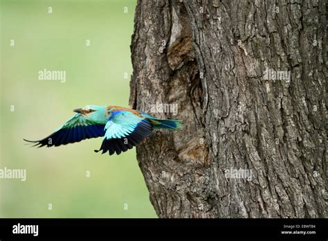 European Roller Coracias Garrulus Flying Out From The Nesting Hole
