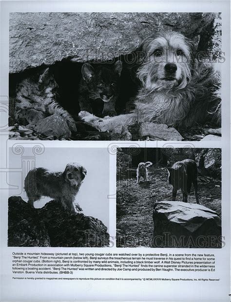 1987 Press Photo Scenes From Benji The Hunted Historic Images