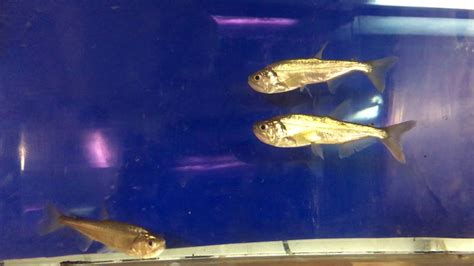 Saber Tooth Payara For Sale Youtube