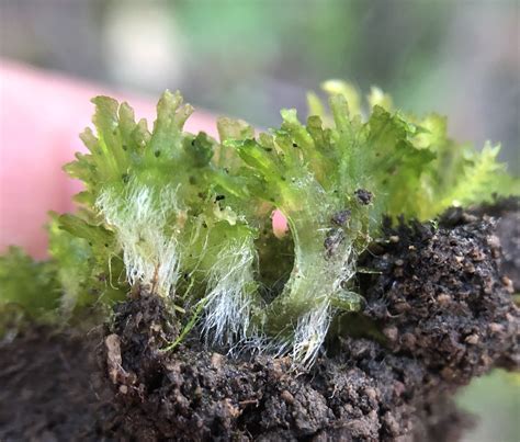 Phylum Anthocerophyta