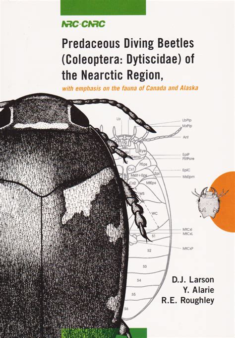 Predaceous Diving Beetle Life Cycle