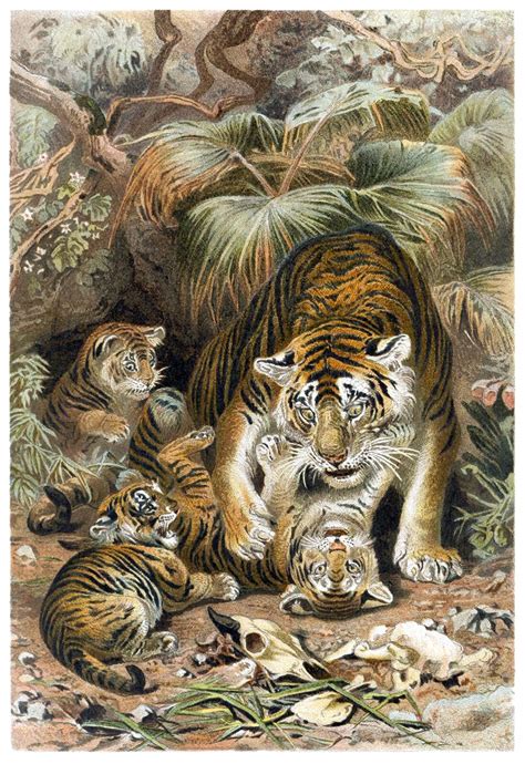 Tigers Old Book Illustrations