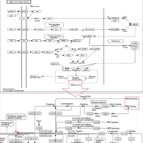 Pdf Melanogenesis Its Regulatory Process And Insights On Biomedical Biotechnological And
