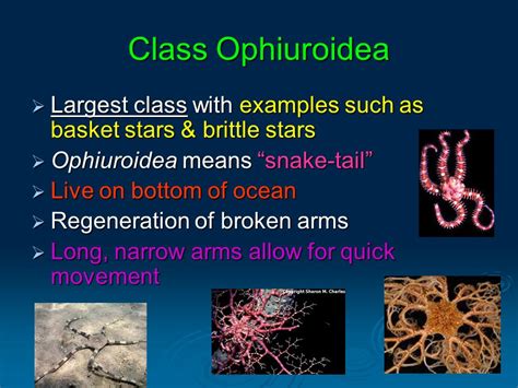 Class Holothuroidea Examples