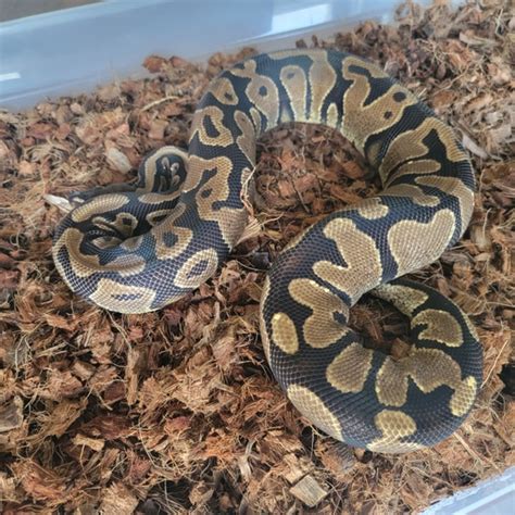 Spector Ball Python By Gentile Reptiles