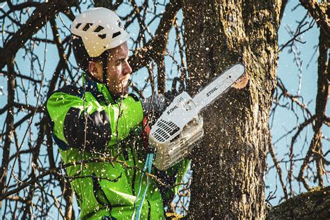 Pros And Cons Of Hiring Tree Surgeon