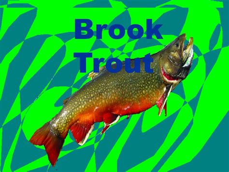 Brook Trout Fry