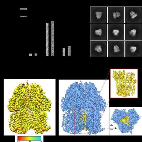 Lipid Analysis And Structural Determination Of Acrb By Cryo Em A