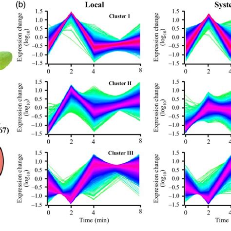 Transcriptomic Responses Of Local L And Systemic S Leaves Of