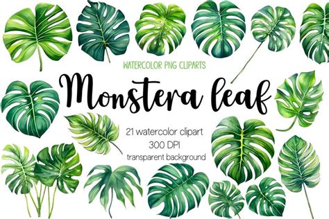 Watercolor Monstera Leaves Clipart Bundle Monstera Clipart Monstera