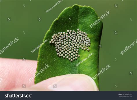 Butterfly Eggs Pic At Carolann Ness Blog