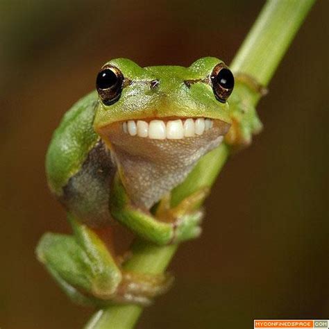 Funny Animals Funny Frog Photos