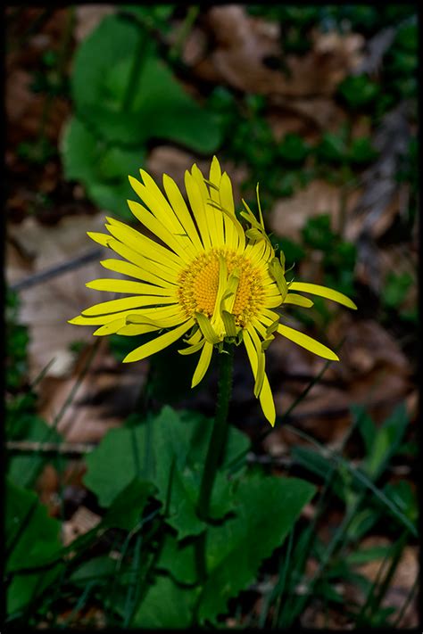 Battered In The Wind On Behance