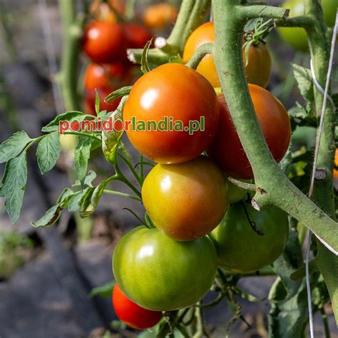 Carmello Seedlings Tomatoes Tomatoes Peppers Seeds Pomidorlandia Pl