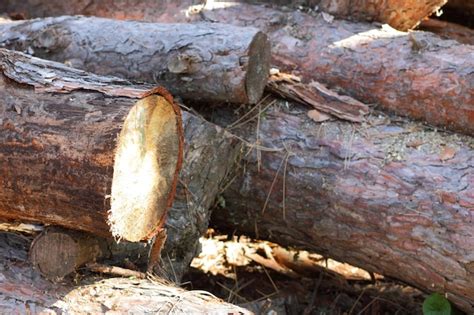 Premium Photo Sawn Logs Of Trees And Tree Bark Pine Logs Lie In The