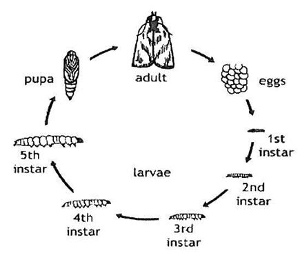 Leafroller New Zealand Avocado