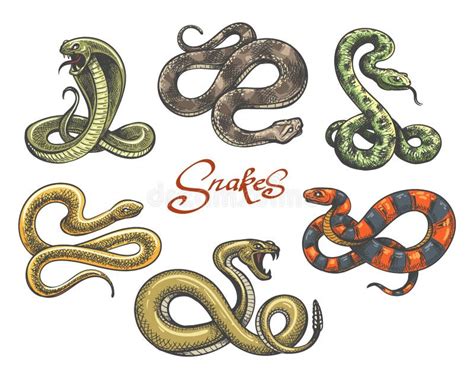 Snake Tattoo Set Stock Vector Illustration Of Decor 156913418