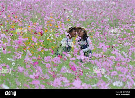 Visitors Stroll At A Cosmos Flower Field Kosumosu No Sato Village Of