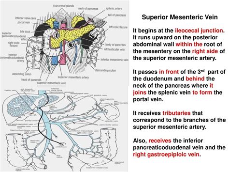 Ppt Aorta Powerpoint Presentation Free Download Id 9727878