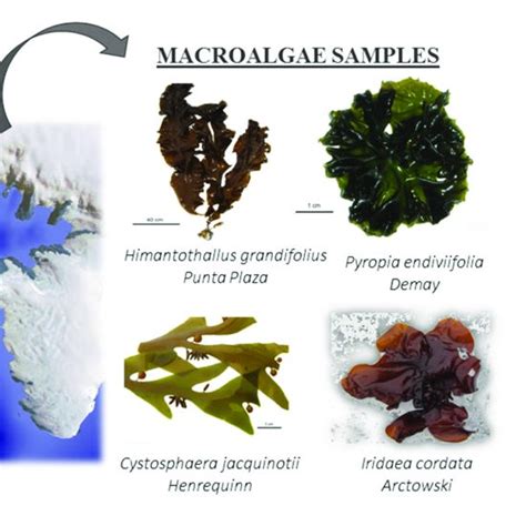 Macroalgae Species Assessed In This Study Download Scientific Diagram