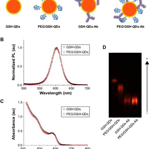 Application Of The Developed Qd Based Immunofiltration Assay For Crp