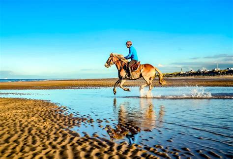 Mature Man Galloping On His Mare On The Beach Stock Image Image Of