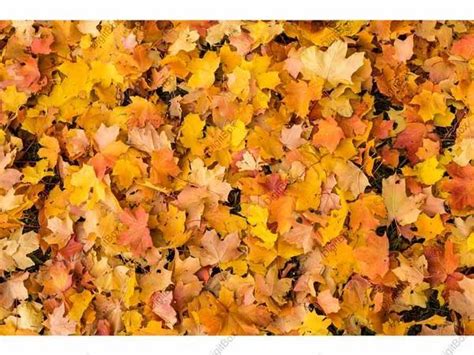 پس زمینه برگ پاییزی دیجیت باکس Digitbox