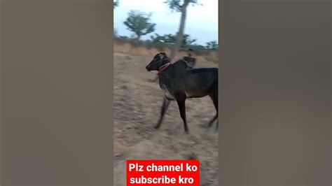 Kala Nagouri Bachcha 🔝🔝 Youtube