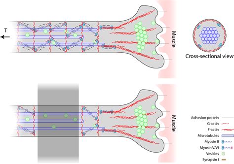Figure 6 From A Connected Cytoskeleton Network Generates Axonal Tension