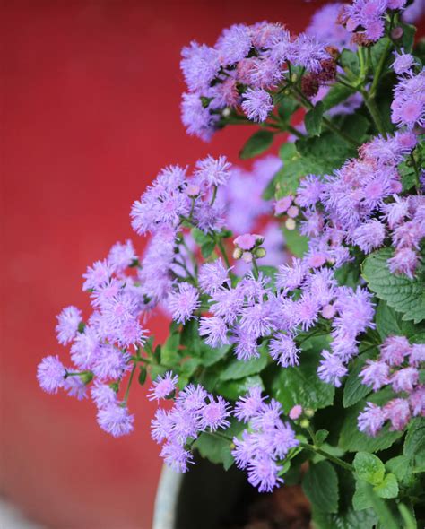 Light Purple Flowers Plant
