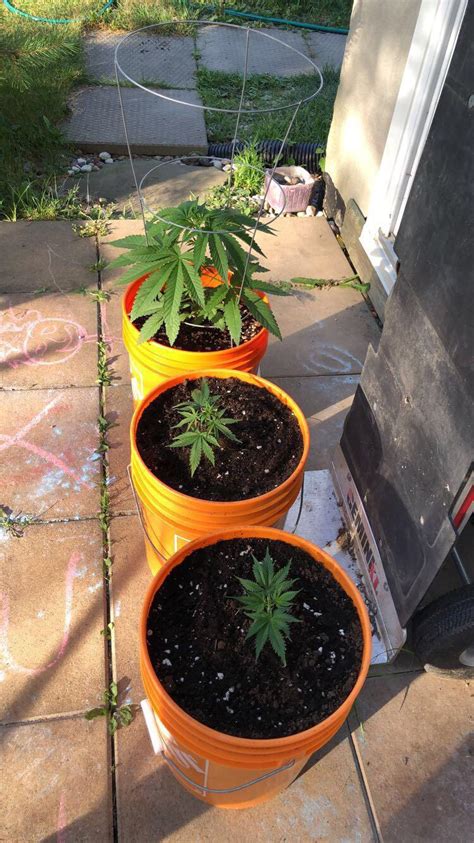 Strawberry Cough Unknown Sex 5 Weeks Bagseed Northern Lights Clones